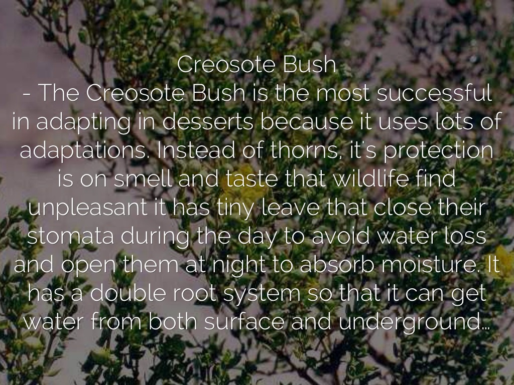 Science Presentation Plant Adaptations by Nica/bianca