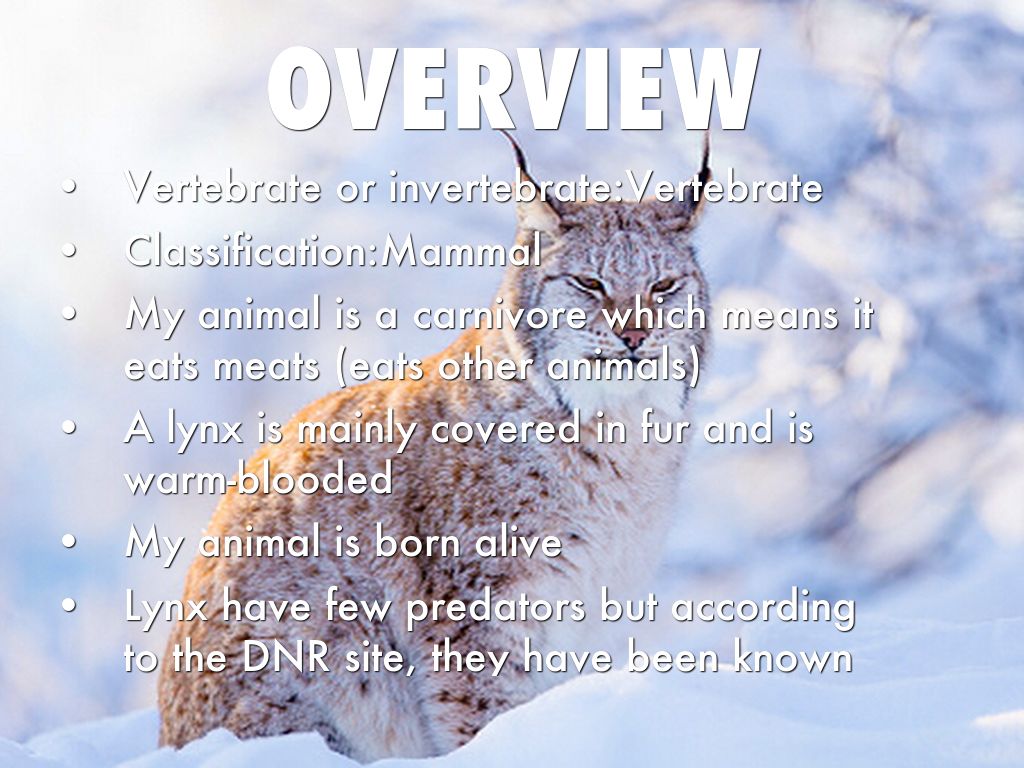 Lynx Report by Melanie Kirstein