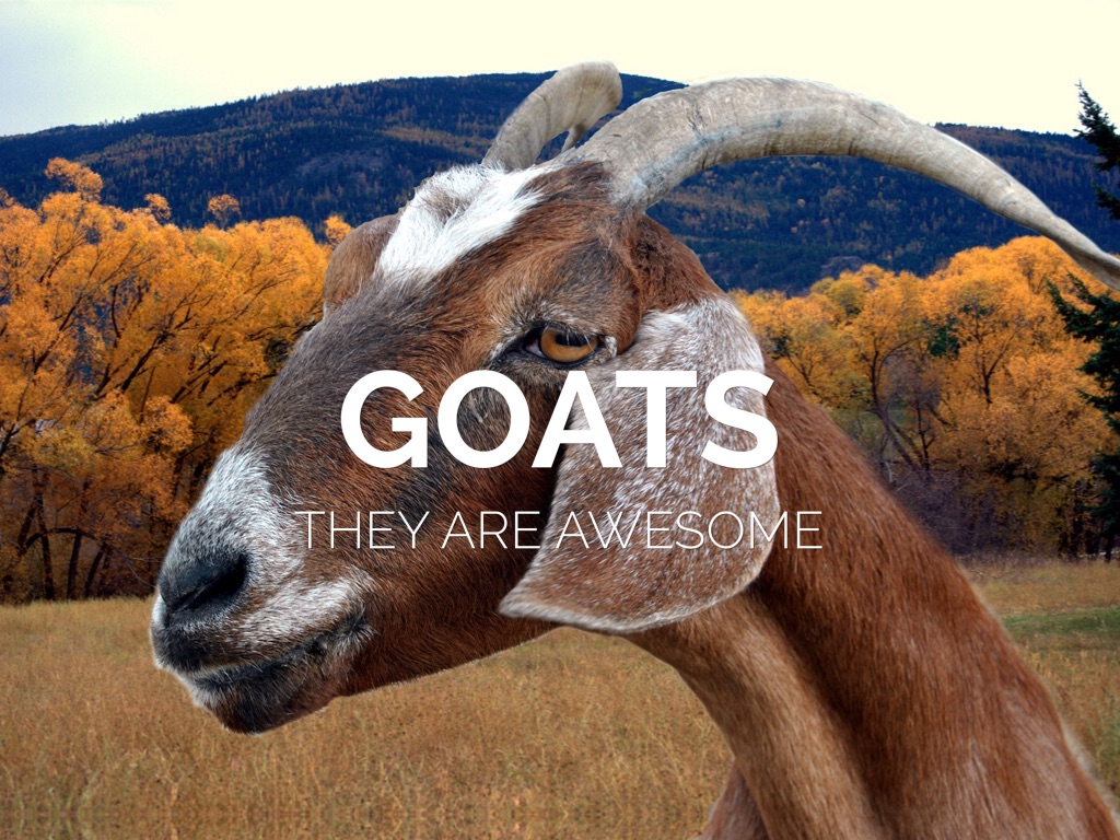 Goat Presentation by Taidan Johnson
