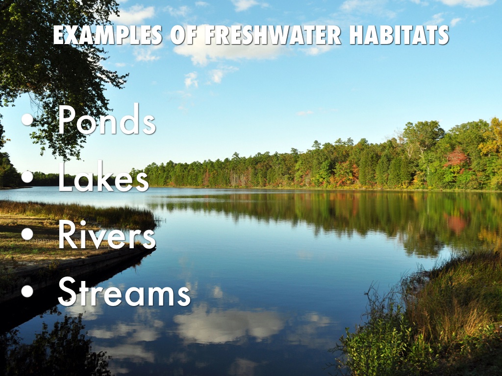 Habitats And Ecosystems by Samantha Banos