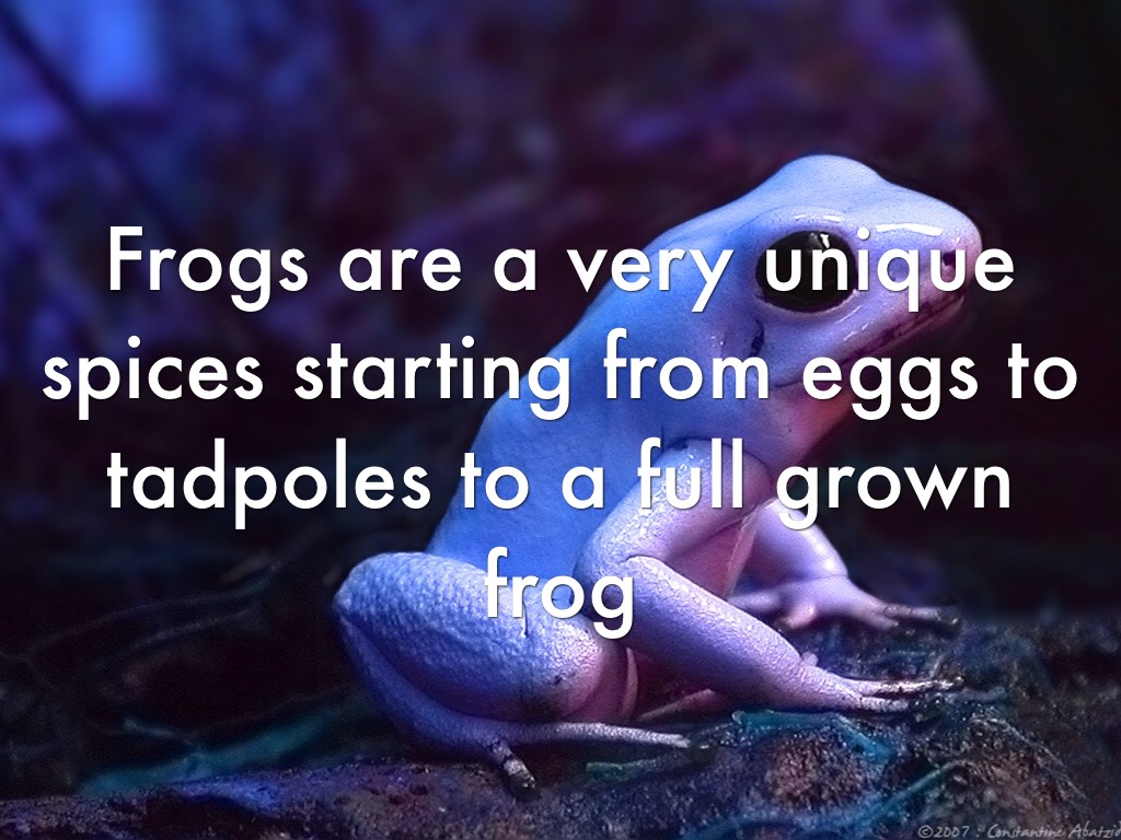 Endangered Animals by Logan Reich