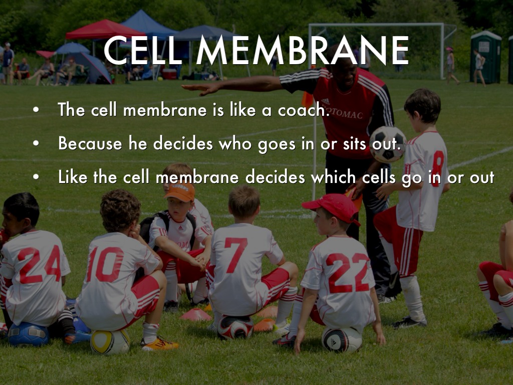 Cell Similes By : Luis Avalos by James Pifer