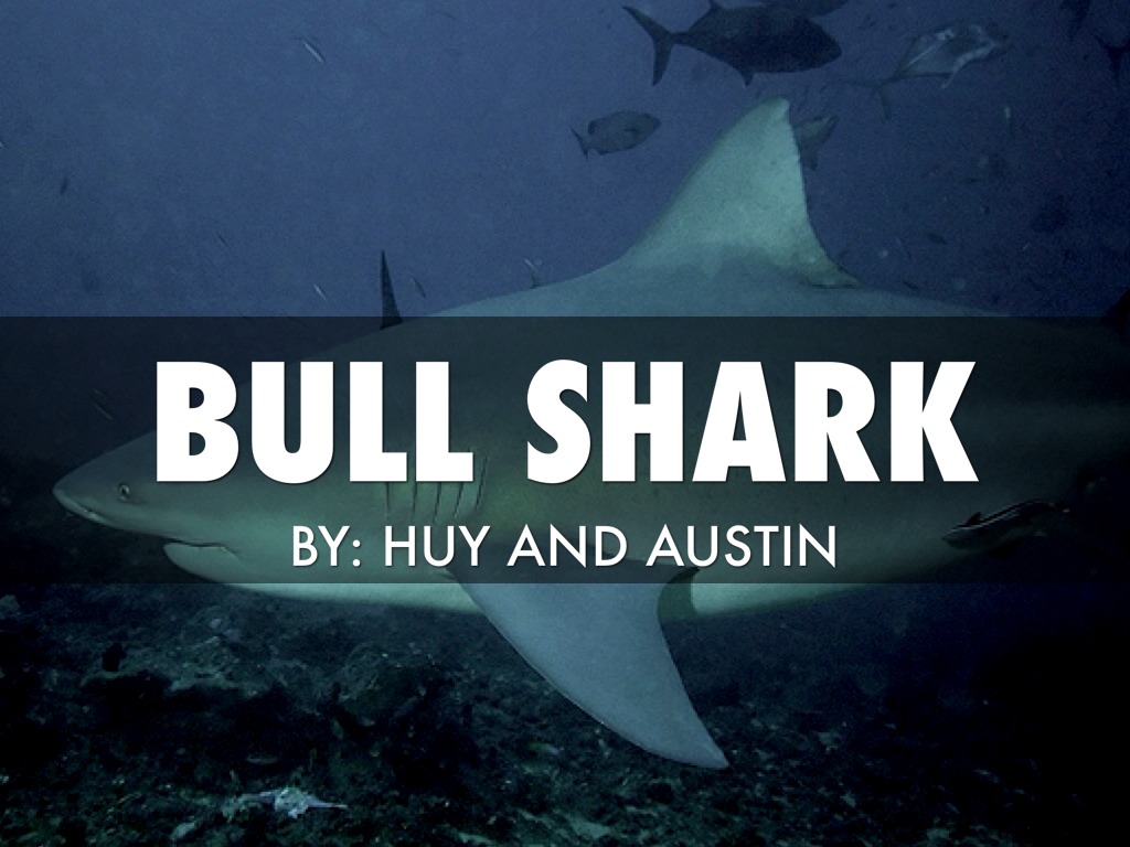 Bull Shark by Austin Cain