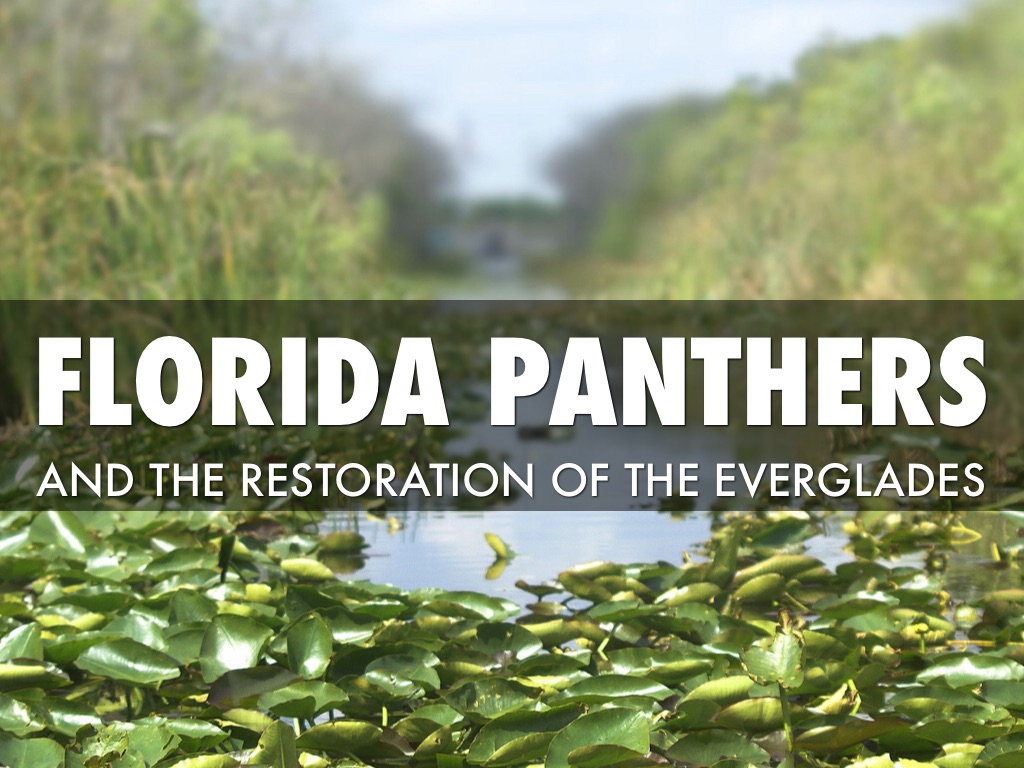 Florida Panthers by William S