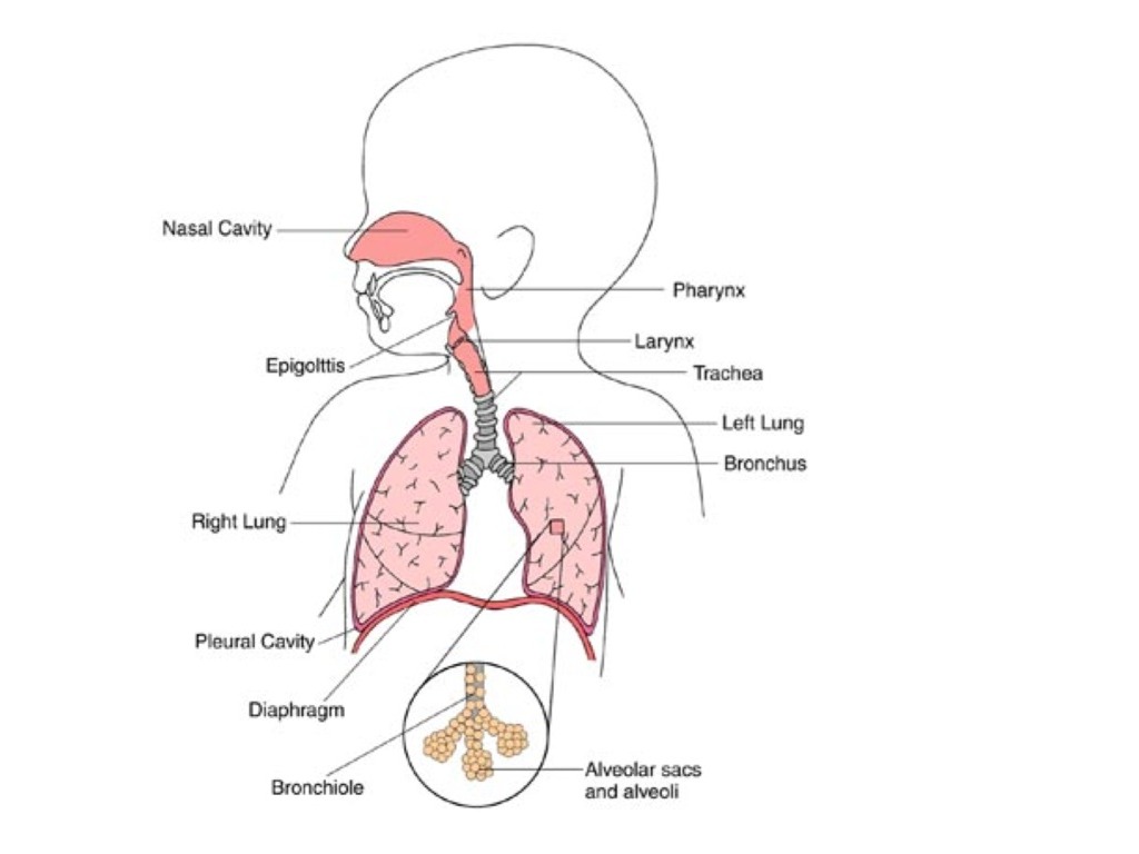 HITT 1305: Chapter 4- Pulmonology by Heather McCreery HITT 1305: Chapter 4- Pulmonology by Heather McCreery