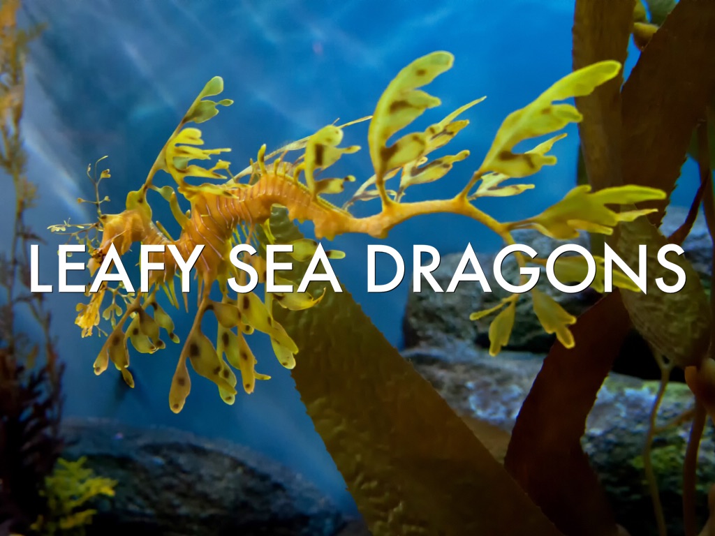 Leafy Sea Dragons by Sophie Howard