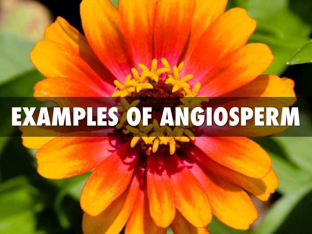 Chapter 8 Plants by Chase Cole