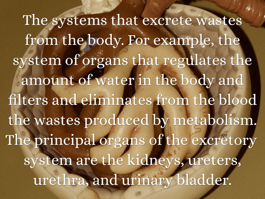 The Excretory System by Josue Alejandro