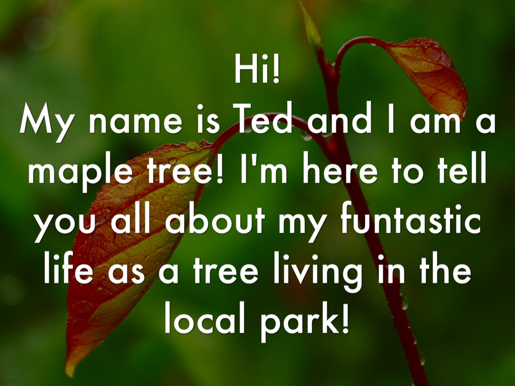 My Life As Me: A Maple Tree by Lizzie Petrosky