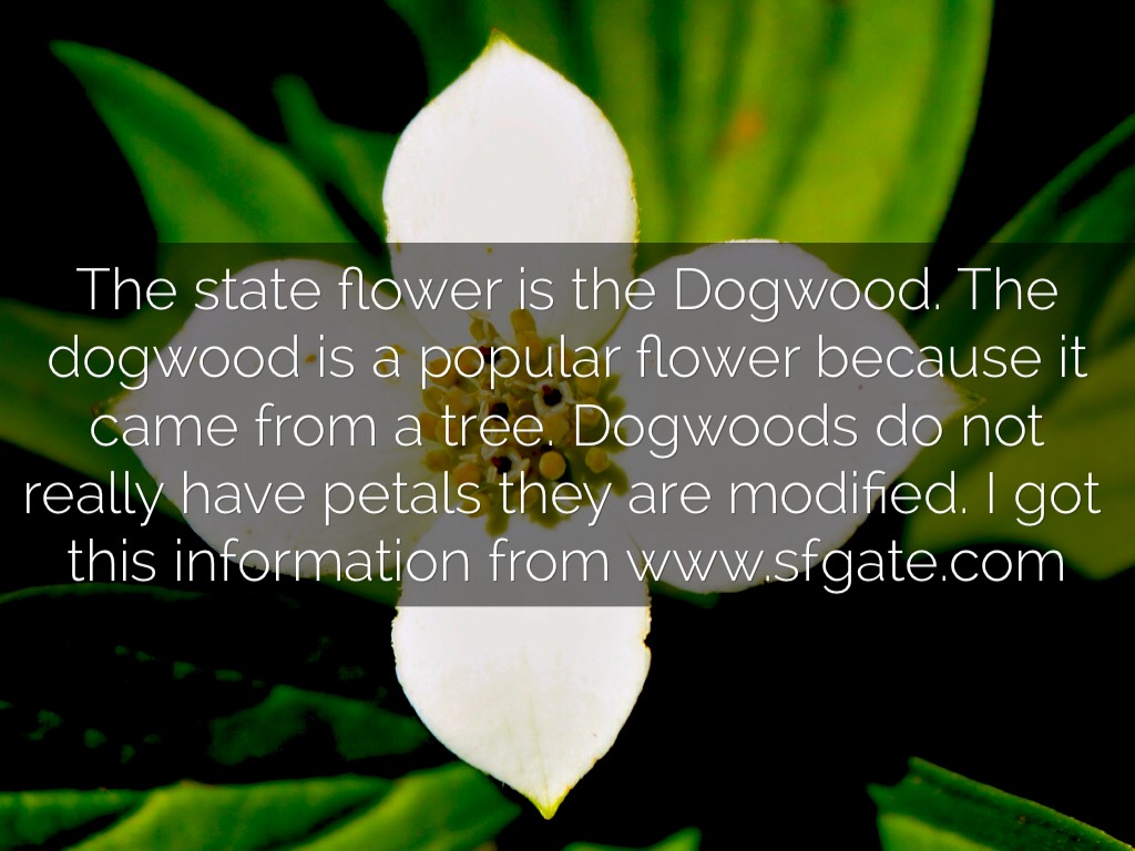 State Symbols by Caroline Mayo