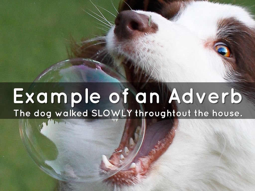 Grammar Review by erin.smith