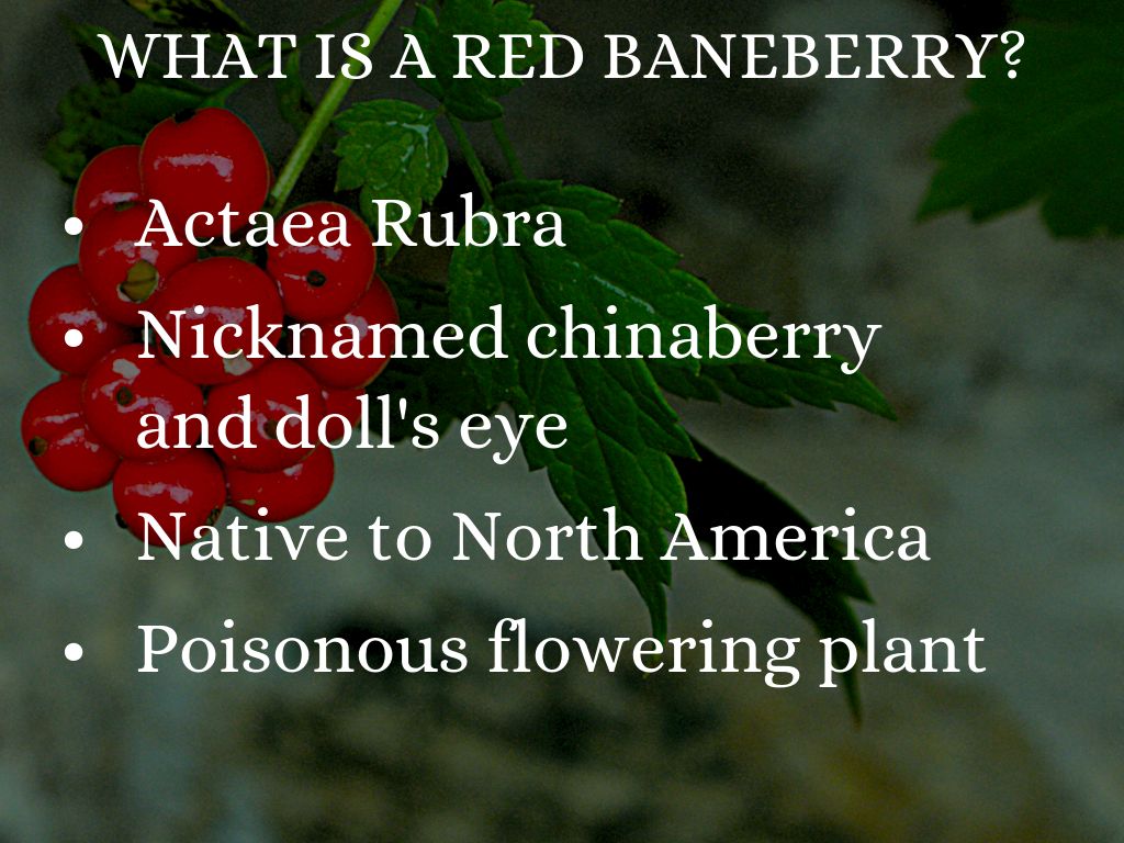 Baneberry by Alexandria Nobiling