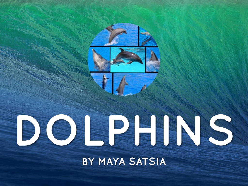 🐬 Dolphins 🐬 by MSatsi01 Satsi