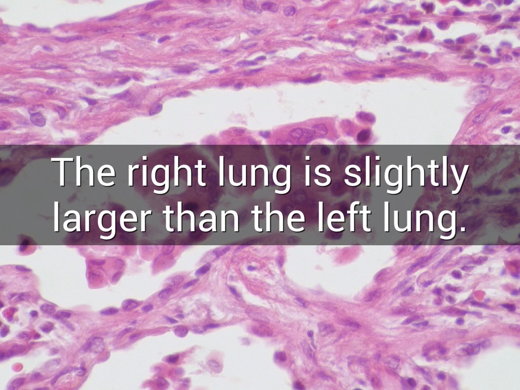 Respiratory by Maegen Tubbs