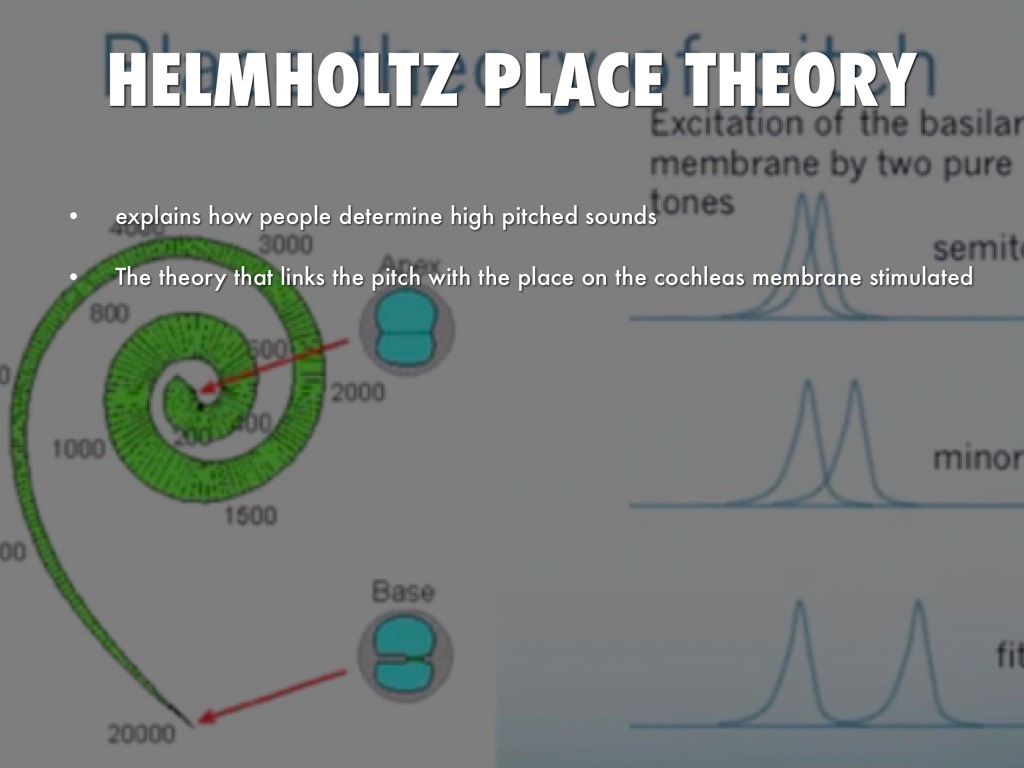 Journey Through The Ear by Felicia Lepore
