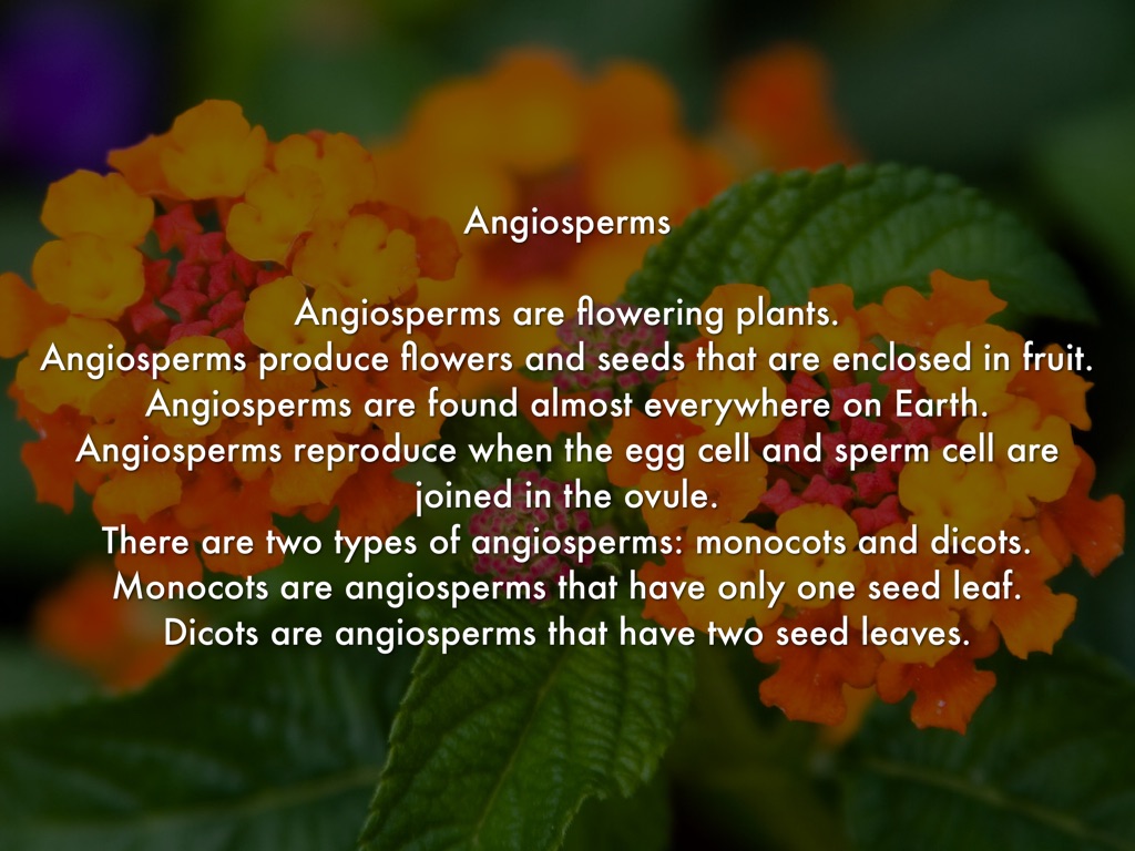 GR 7 Plants by Nathan Mohit