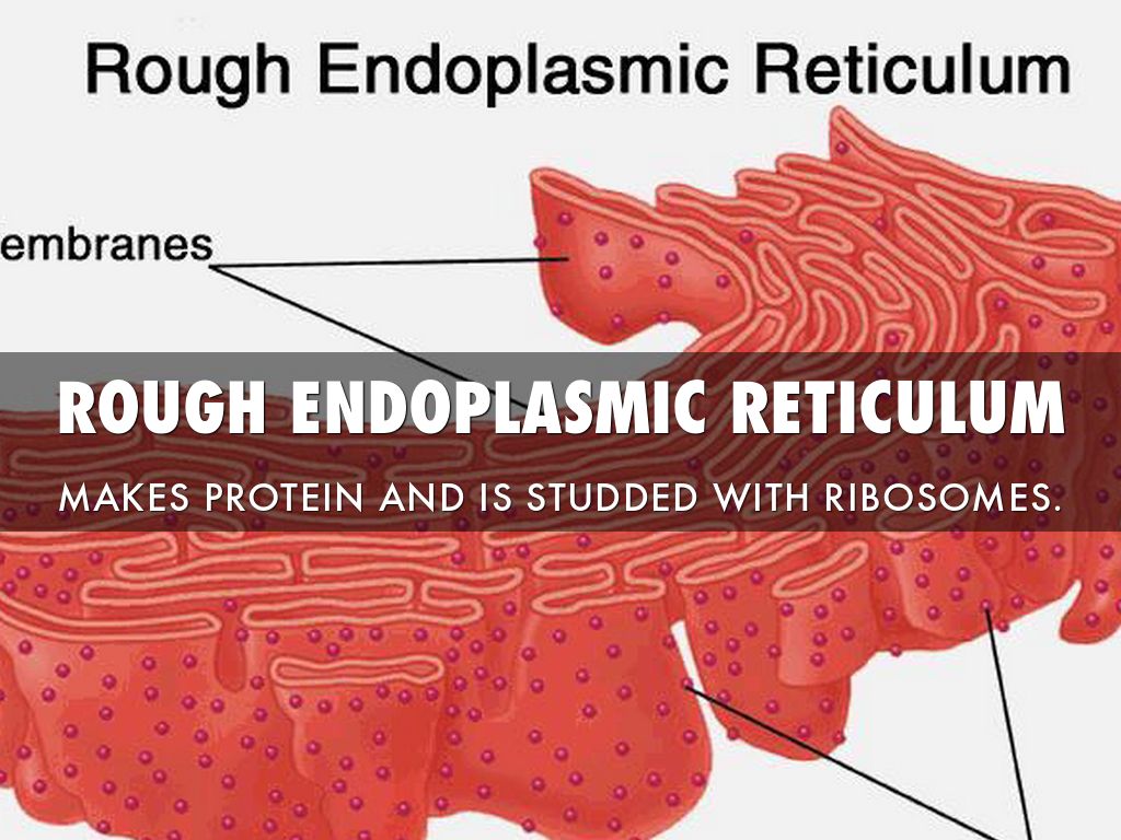 Kinds Of Endoplasmic Reticulum Agranular And Granular Endoplasmic