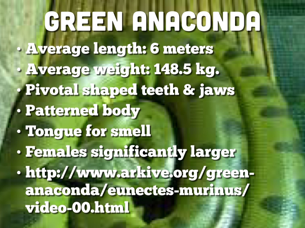 Reptiles: Snakes by Katie Cohen