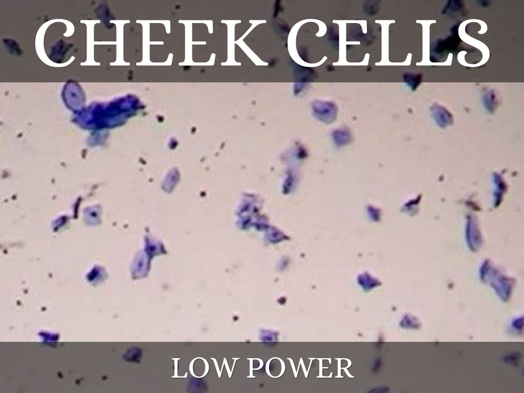 Cheek Cells Under A Microscope High Power