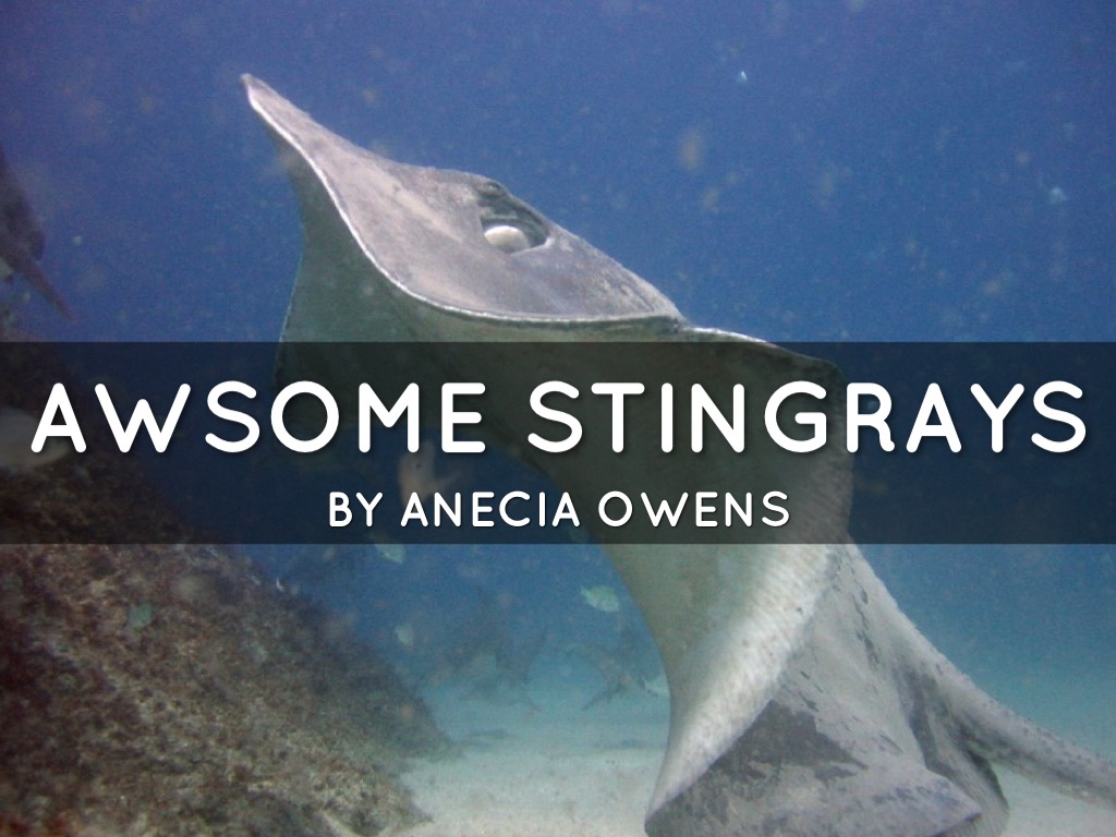 Stingrays by langstonlmc