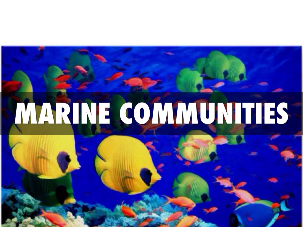 Marine Communities by Kourtney Marie