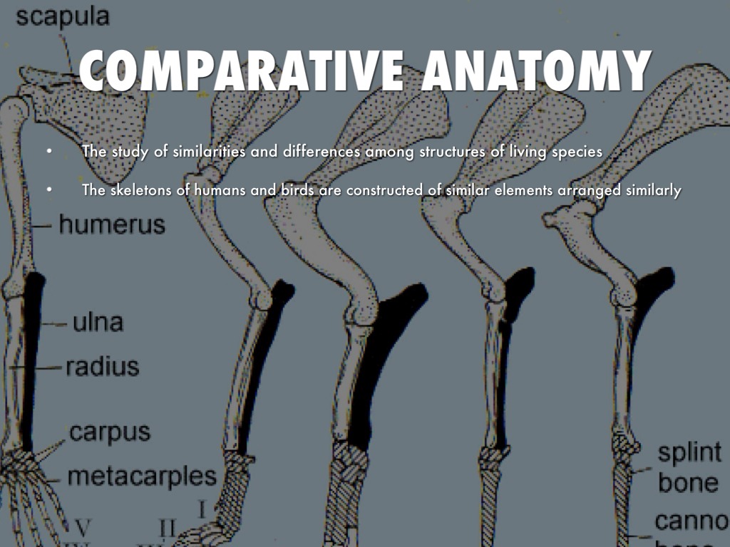 Science Slideshow Ch 6.3 by Ethan Gaunaurd