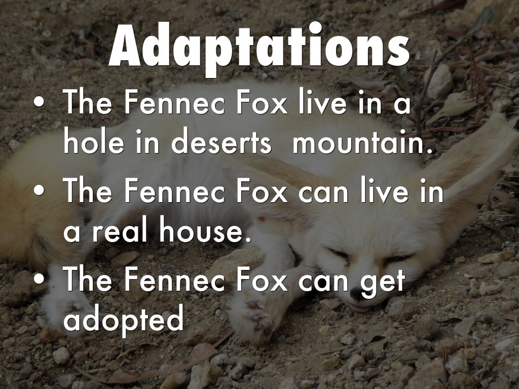 Fennec Fox by Edgar by Lynn Woodhead