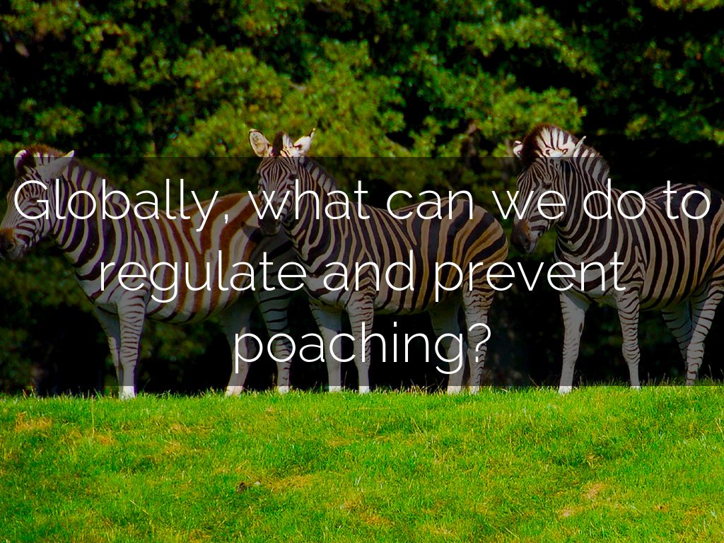 Poaching by Morgan Mato