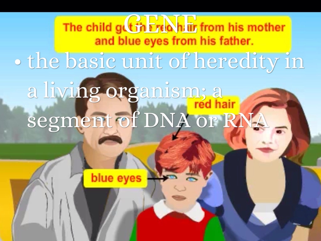 Genetic Vocabulary by Macy Reed