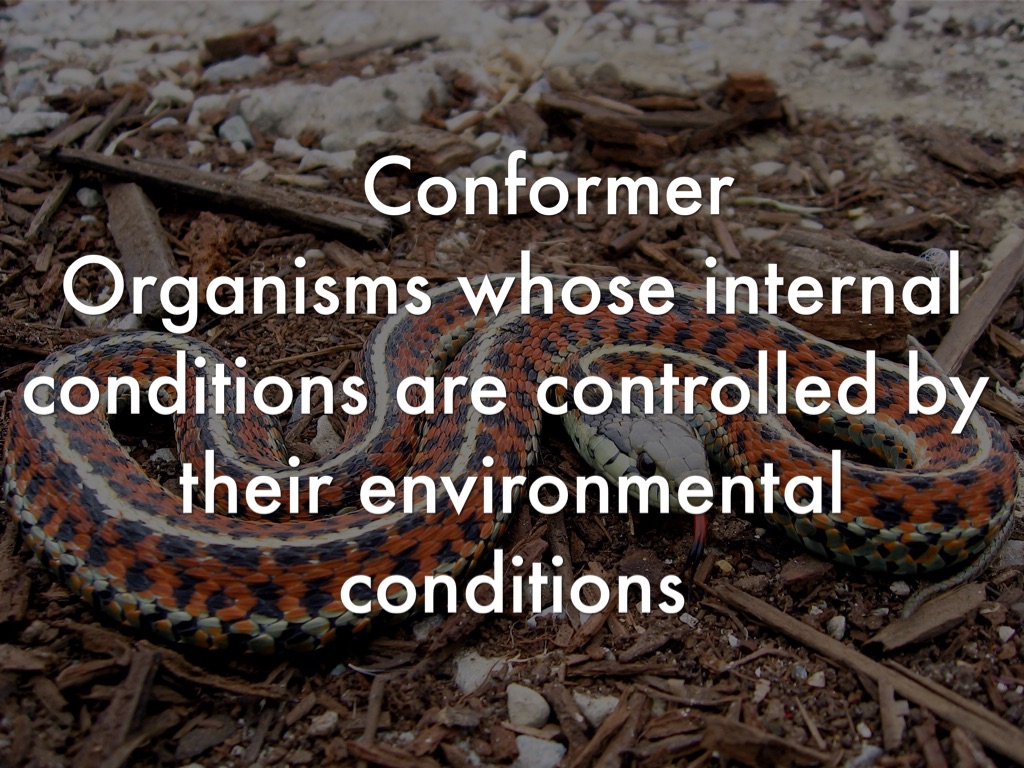 Ecology by Jordyn Rudd