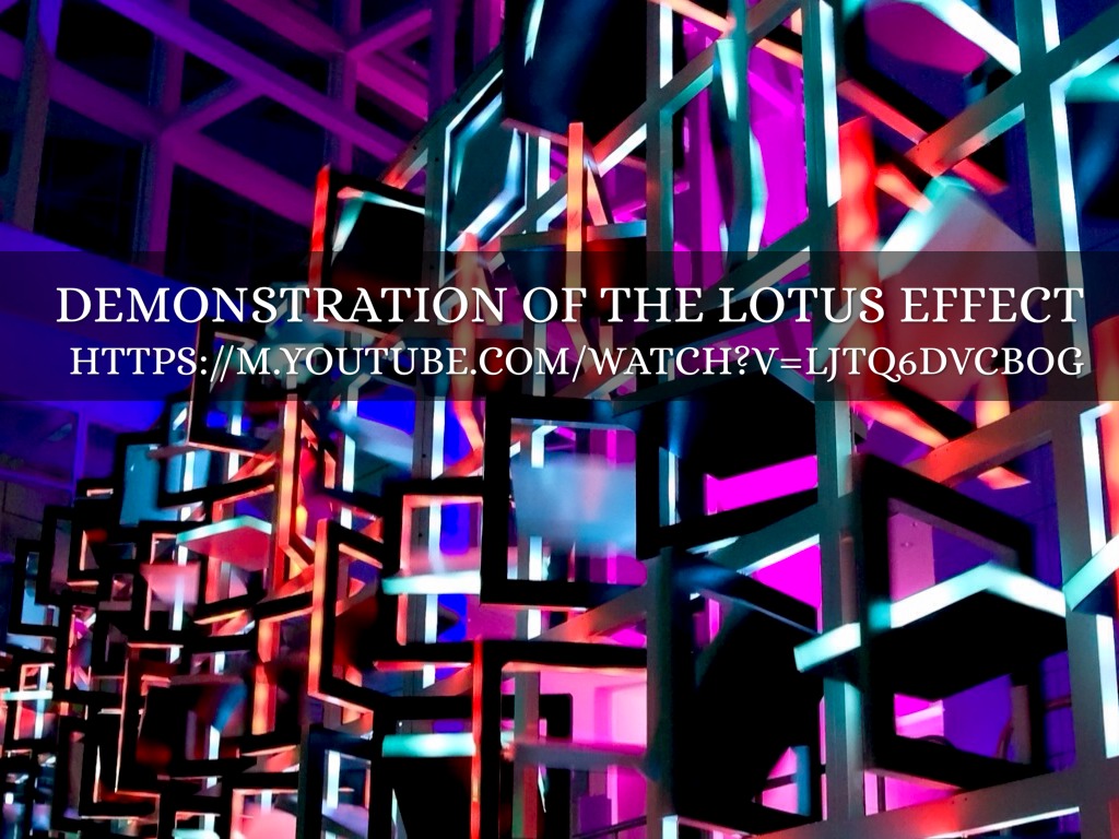 Lotus by Mariana Barrios