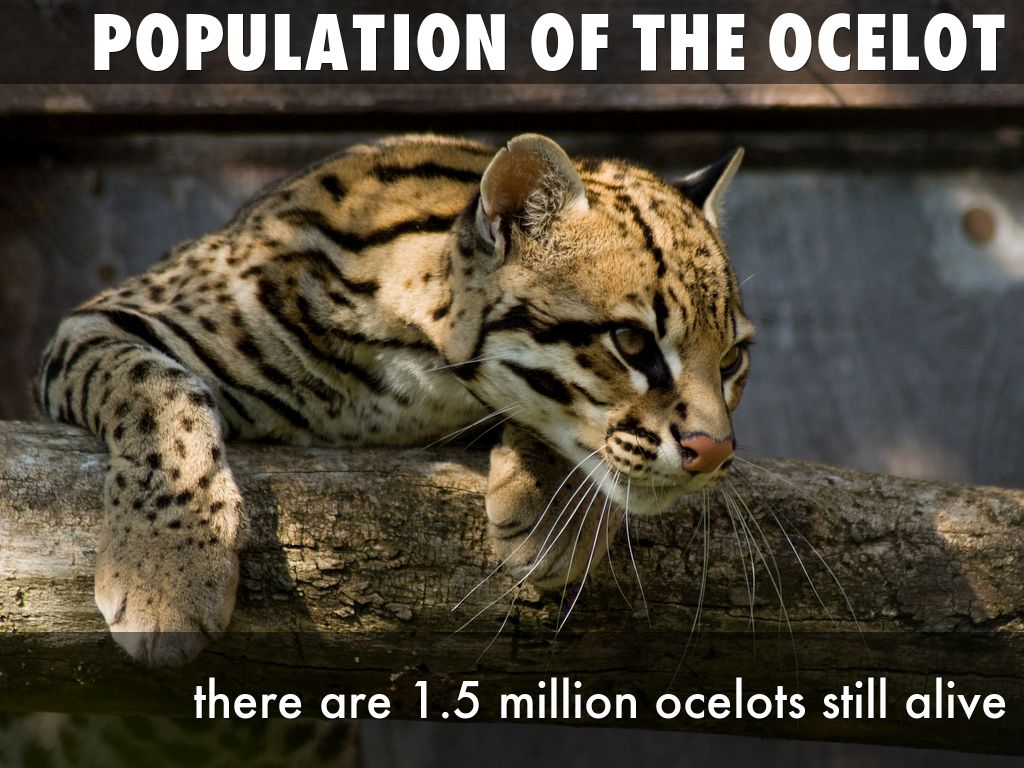 What Is A Ocelots Behavior