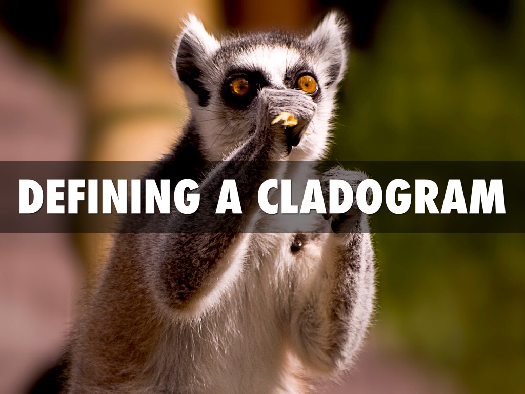 Honey Bee Phylum by mat24777