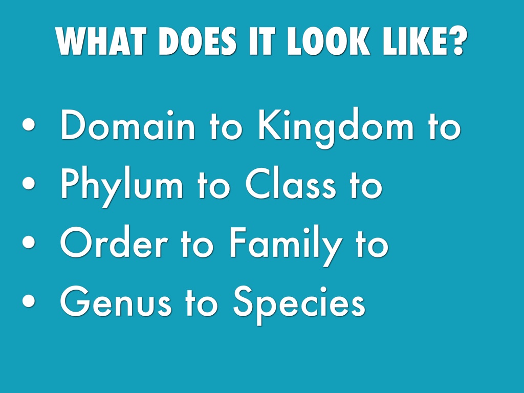 Classification and Domestic Animal by Jasmyn Franklin