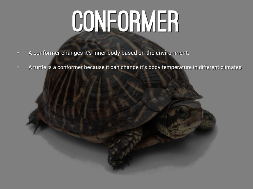 Ecology by Evan Brumbaugh