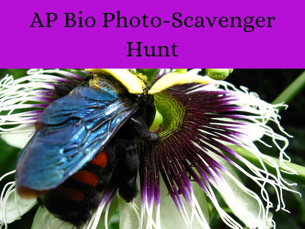 AP Bio Photo-Scavenger Hunt by basiaaudreyp