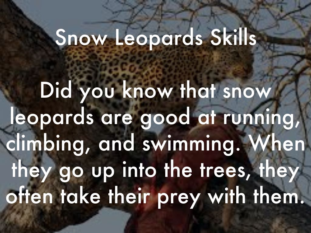 Snow Leopard Quote