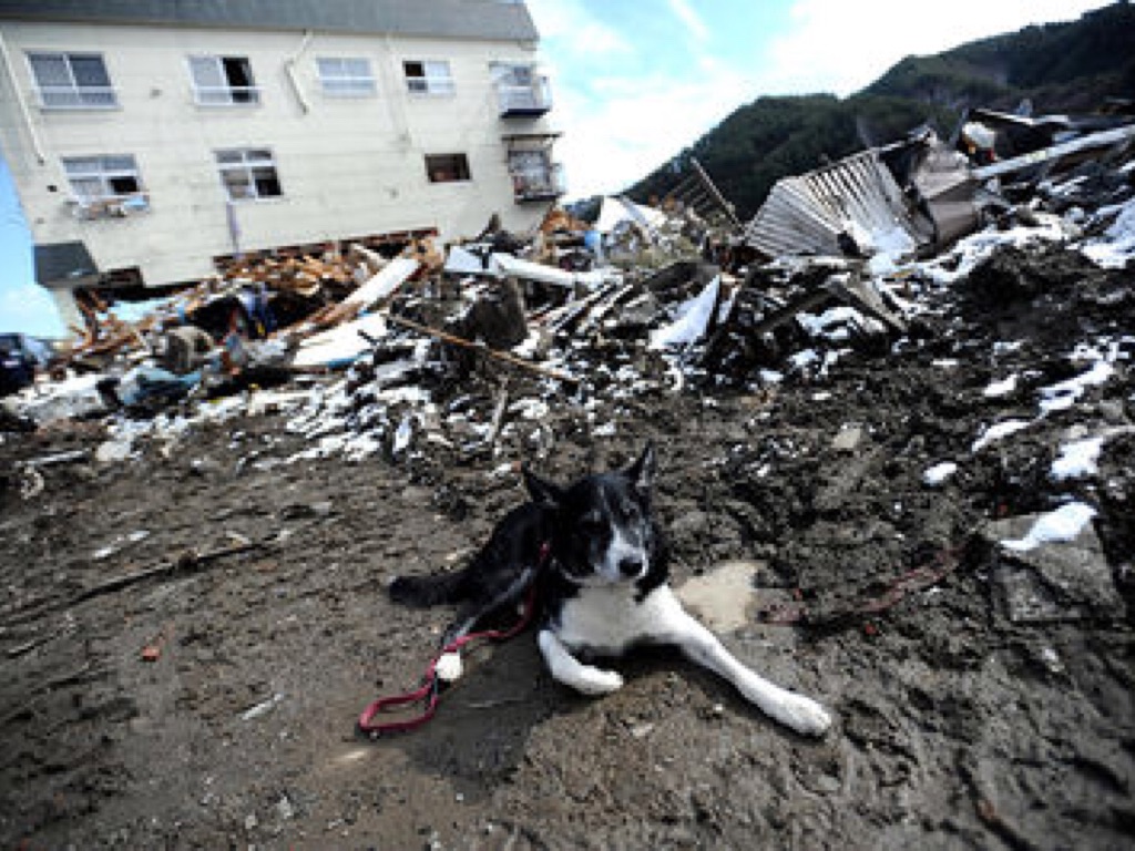 Destructive Wildlife by Chloe Festa