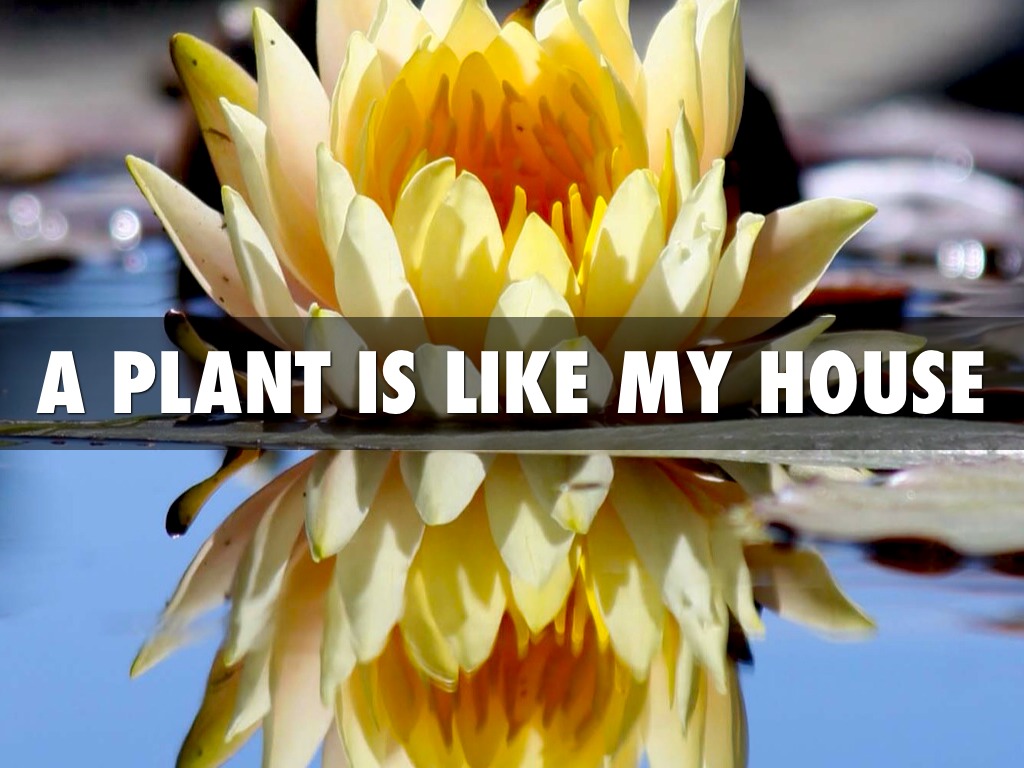 Cell Simile: Alex Barnes by James Pifer