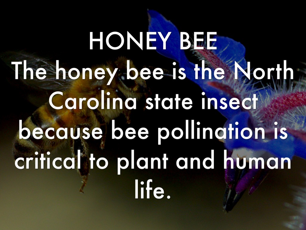 North Carolina by Hudson Adams