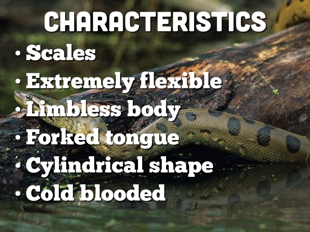 Reptiles: Snakes by Katie Cohen