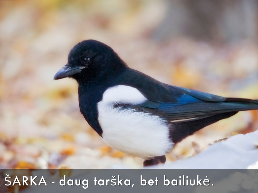 PAUKŠČIAI ŽIEMĄ by pumpurele30