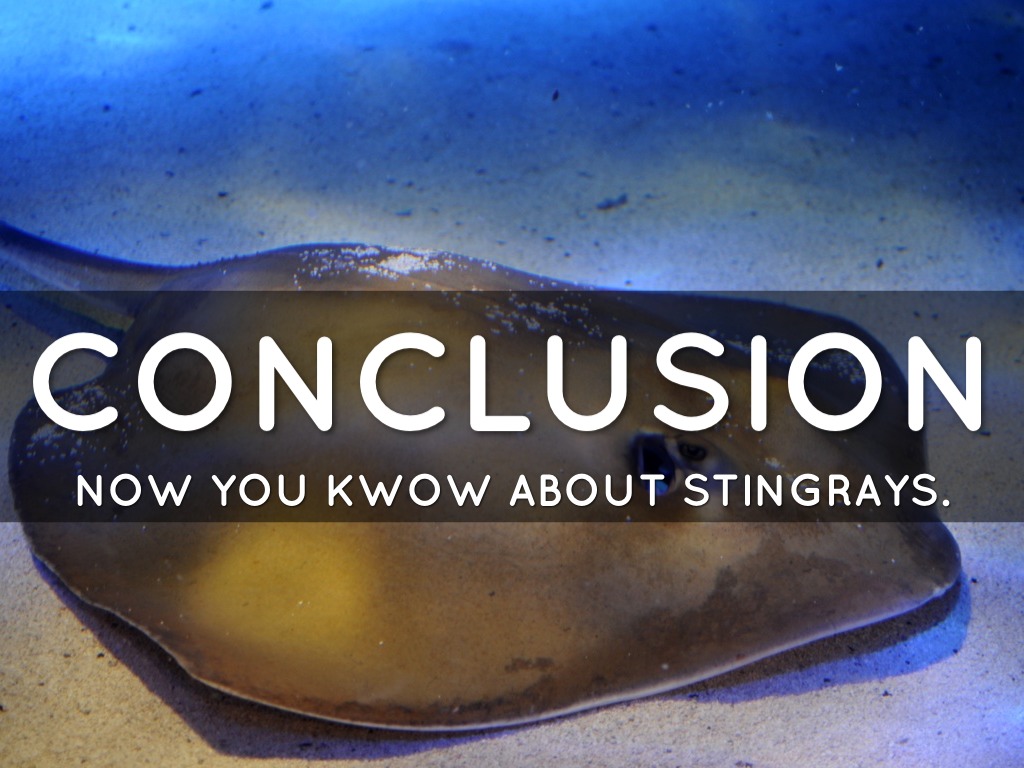 Stingrays by langstonlmc