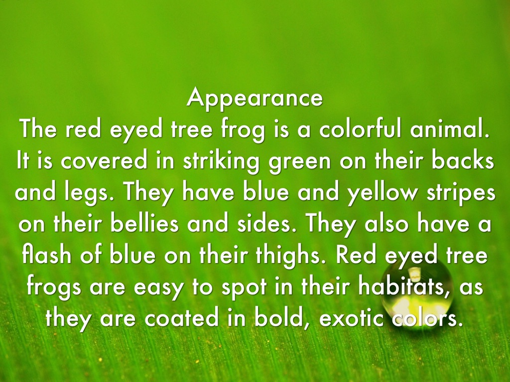 Red Eyed Tree Frog by Katherine Cedzo