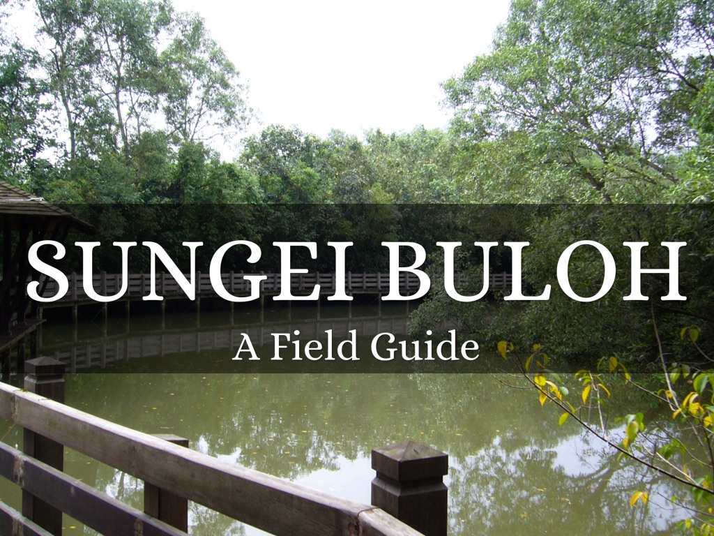Tyler's Sungei Buloh Guide by Class i205
