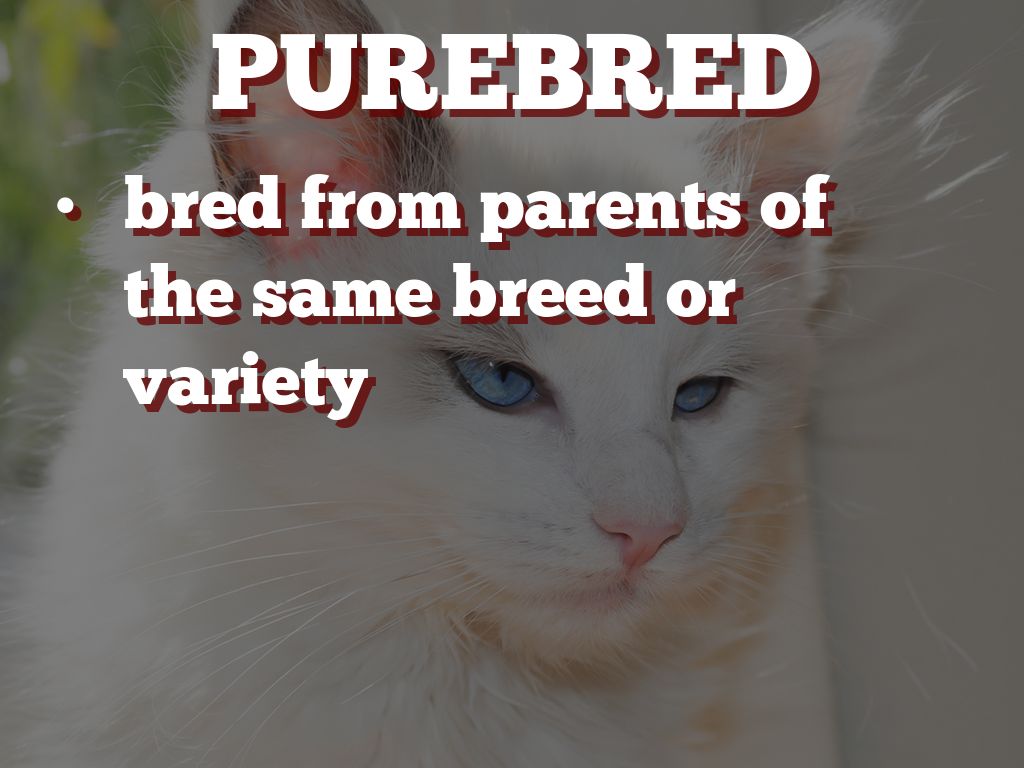 Vocabulary by 1315071265