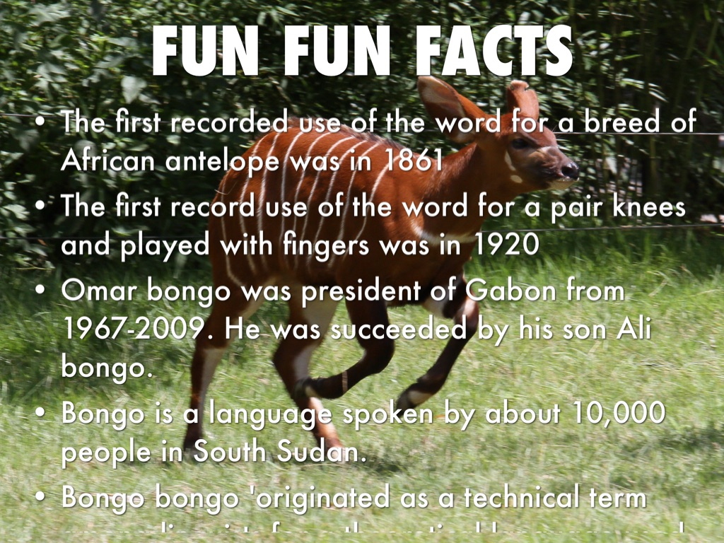 Bongos by Matthew Martinez