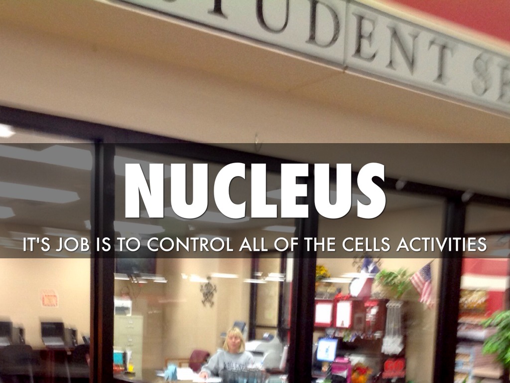 Comparing A Cell To A School by lxc2392