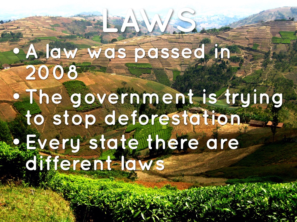 Deforestation by Dylan Boerner