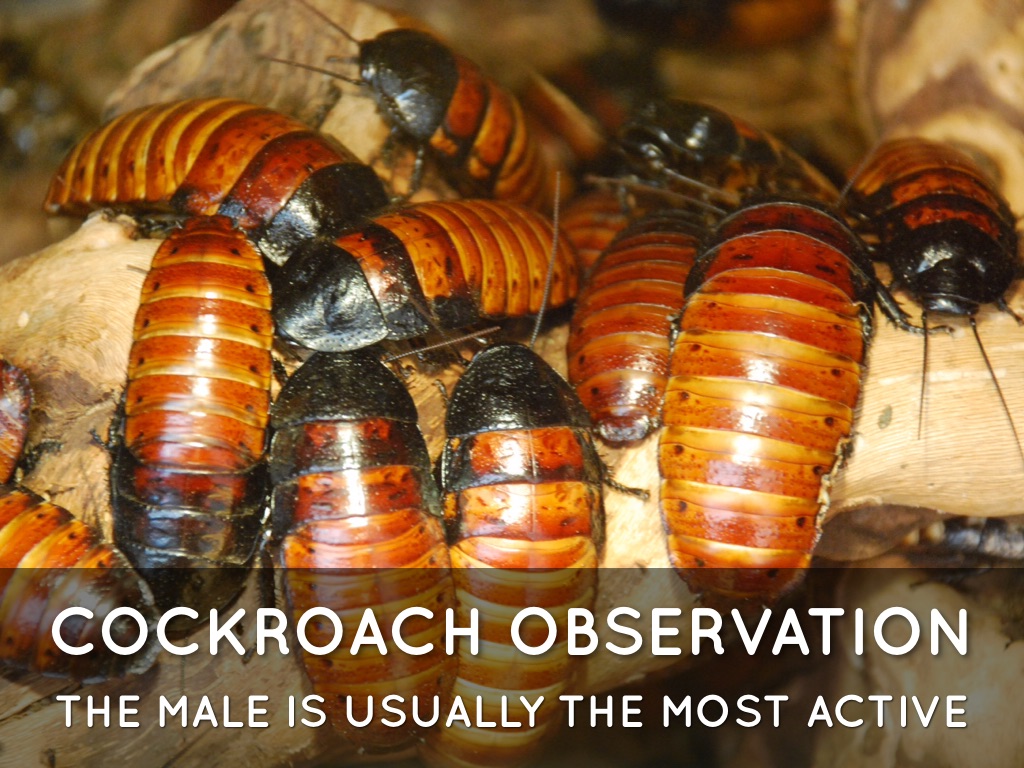 Insect Assessment by Chika Emeribenini